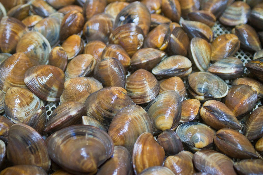Cedar Key, Florida Little Neck Clams - 100 Count – VNDR Shop